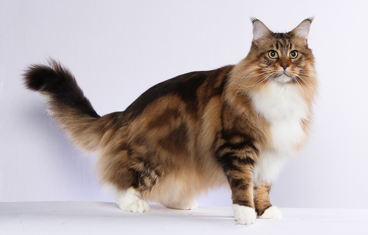 Ohio Maine Coon Cats | CFA Show Cats | Angtini Maine Coon Cattery