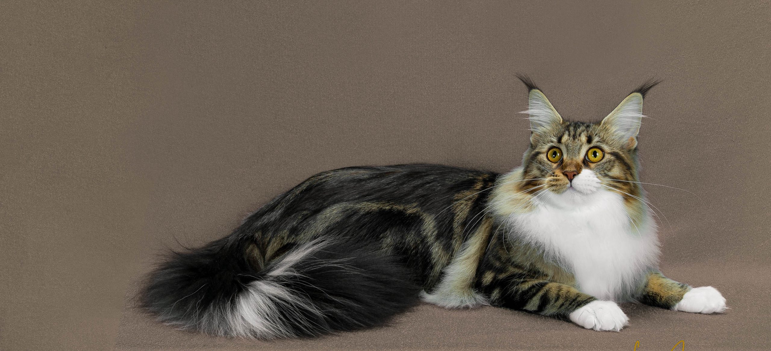 Maine Coon Breeder Ohio | Angtini Cattery | Maine Coon Kittens For Sale