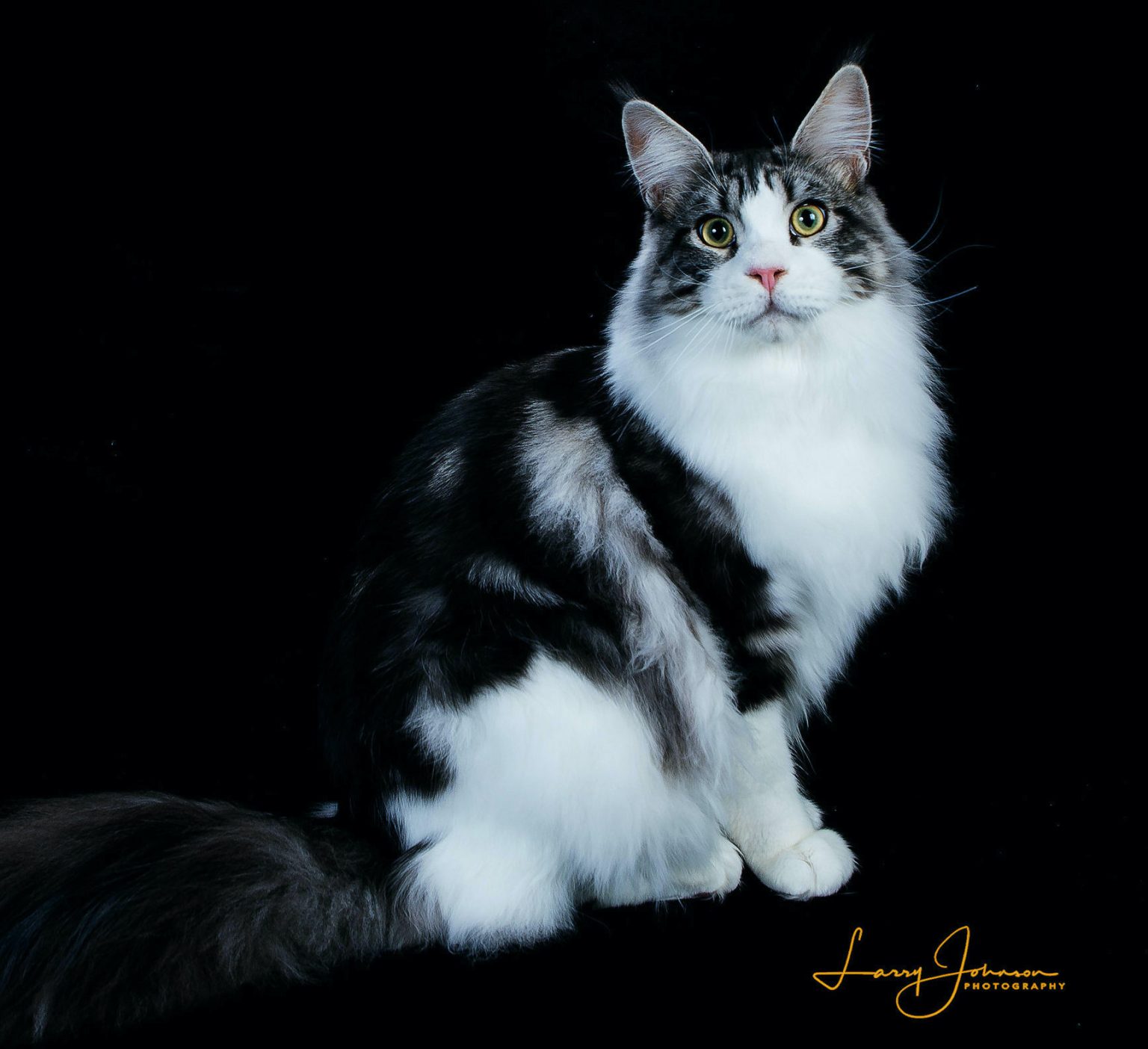 Ohio Maine Coon Cat Breeder | Our Males | Angtini Maine Coon Cattery